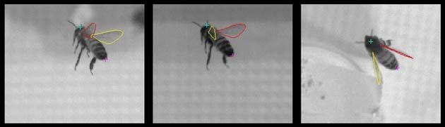 Scientists Finally Figure Out How Bees Fly | Live Science