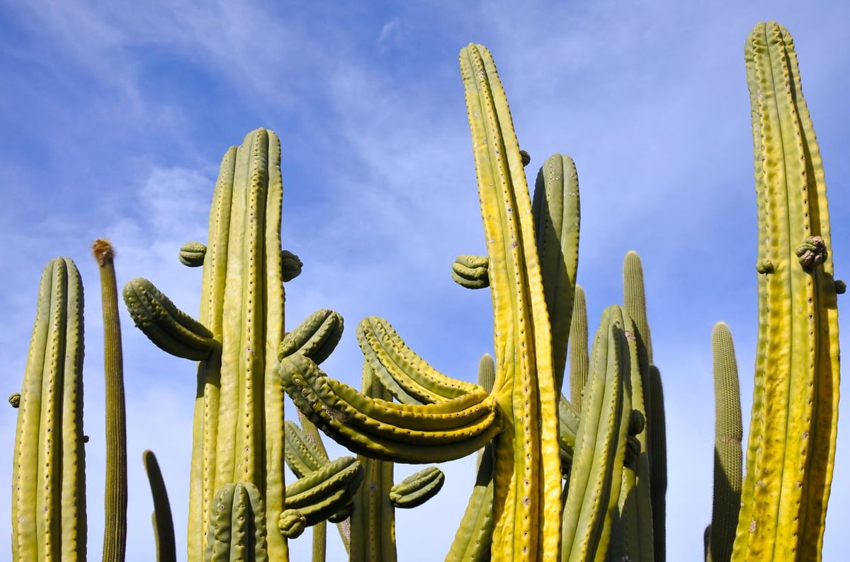 Types Of Stenocereus Cacti: Information About Stenocereus Cactus ...