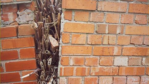 How to kill Japanese knotweed — get rid of it for good | Homebuilding