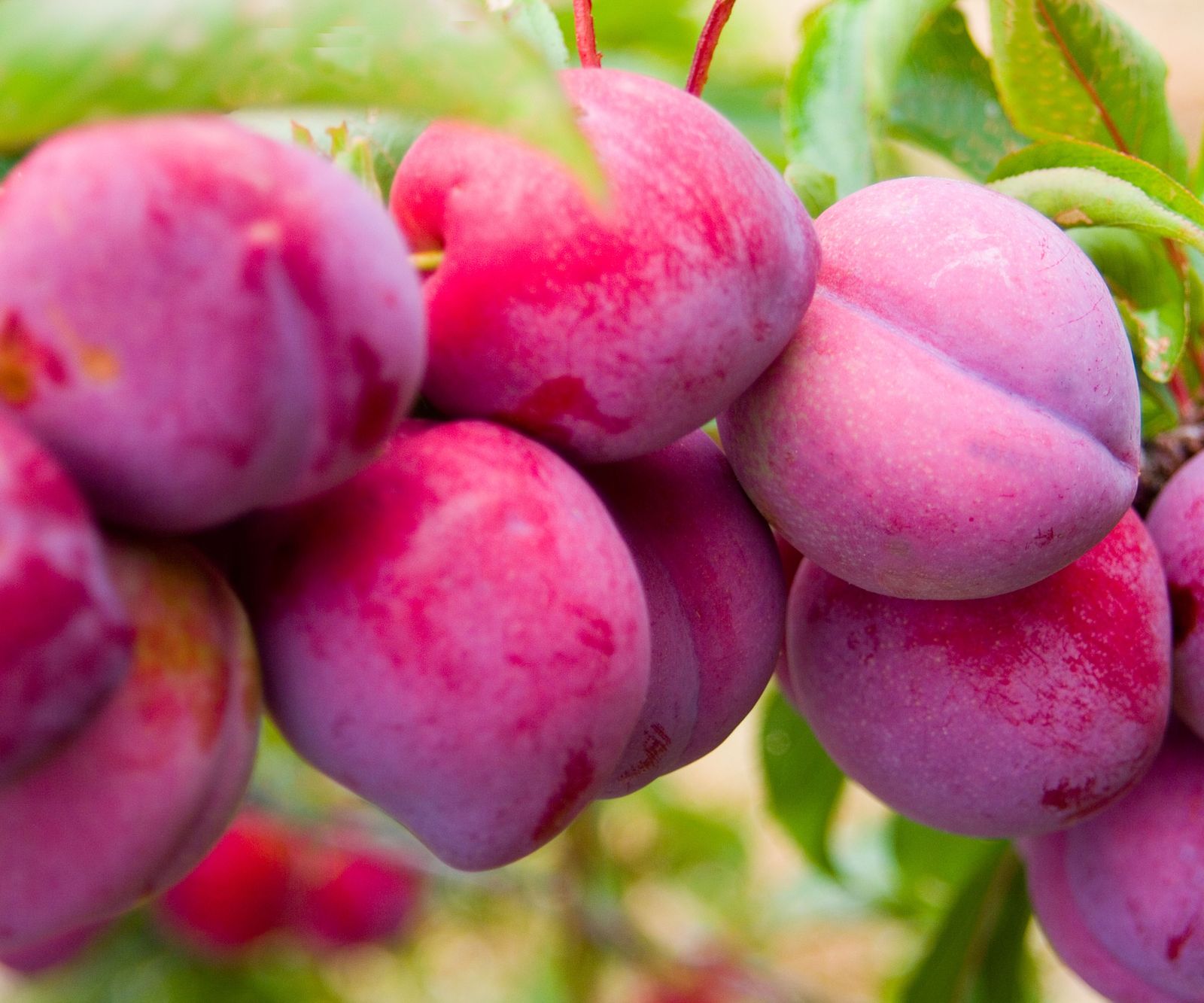Types of plum trees: 12 varieties for a fruitful harvest | Homes and ...