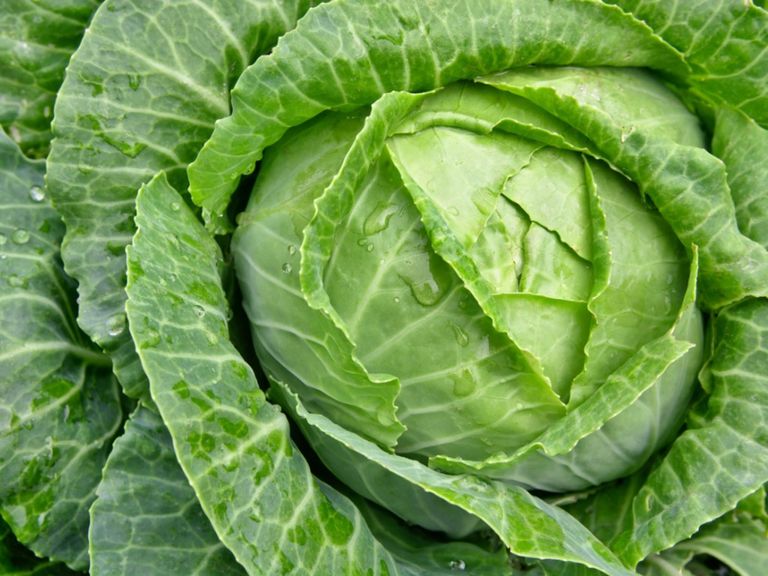 How To Get Rid Of Cabbage Maggots: Cabbage Root Fly Control | Gardening ...