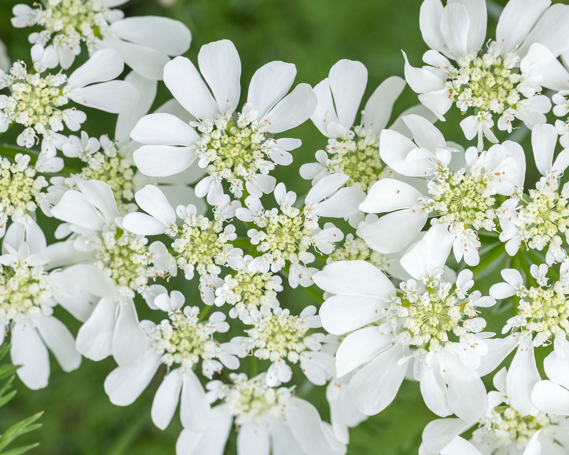 7 Flowers To Grow In September For Glorious Blooms Next Year ...