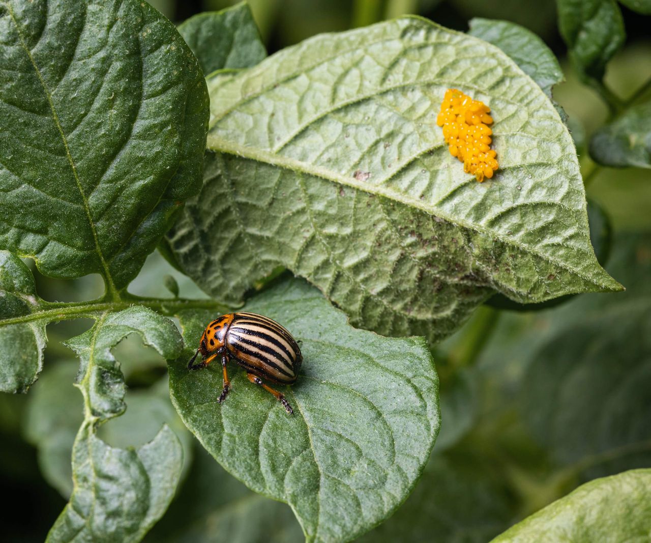 Colorado potato beetles: expert tips to deal with the pests | Homes and Gardens