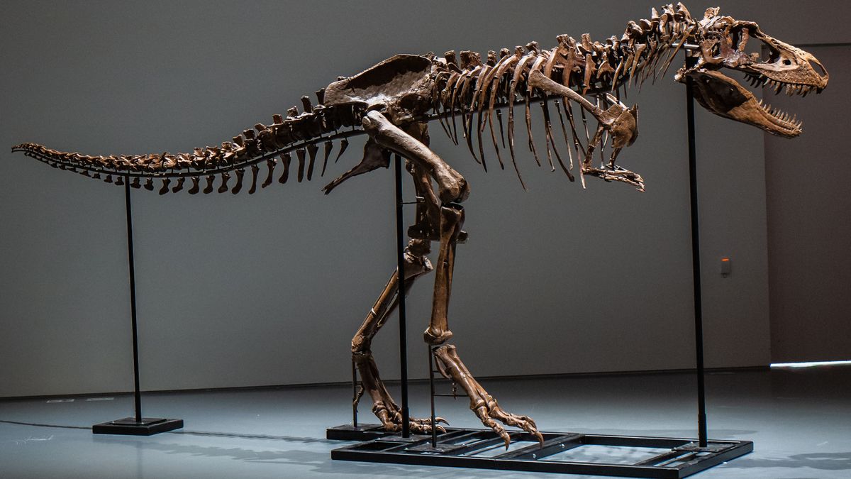 First Gorgosaurus to hit auction block may sell for $8 million | Live ...