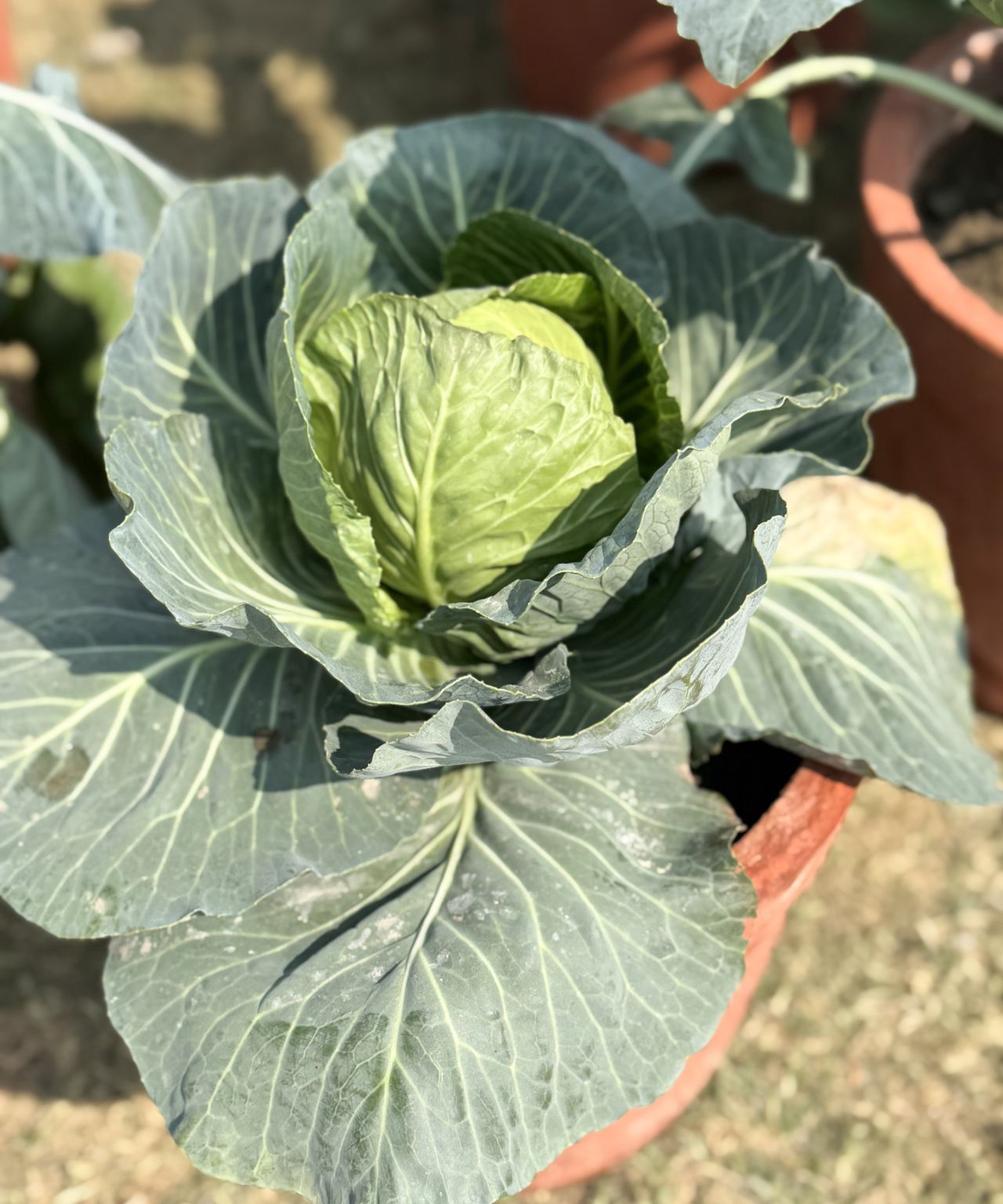 How to grow cabbages in containers in smaller gardens | Homes and Gardens