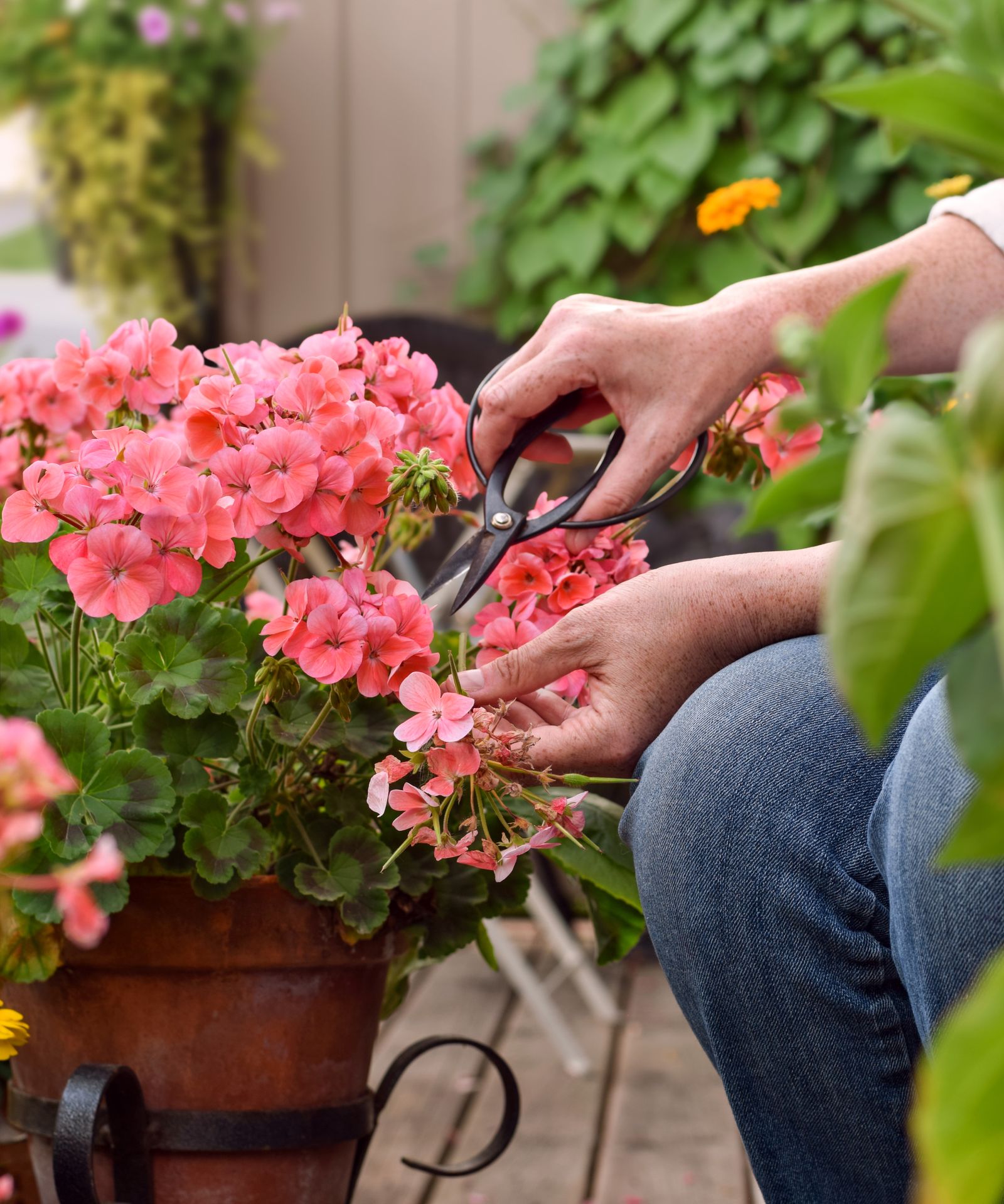 How To Deadhead Geraniums For Better Blooms All Summer Long | Gardening ...