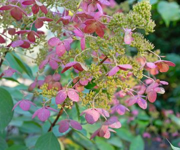 Best Panicle Hydrangea Varieties For Showy Bloom Perfection | Gardening ...