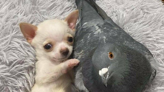 The most peculiar pet pairings that will have you believing friendship ...