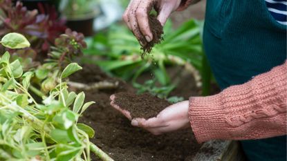 Expert shares sustainable trick for compact seed sowing | Woman & Home