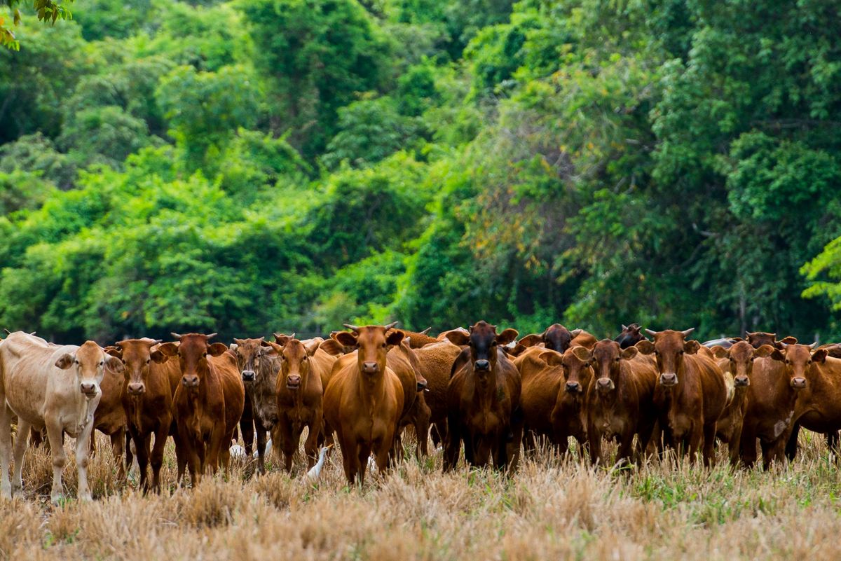 Deforestation: Facts about the widespread destruction of Earth's ...