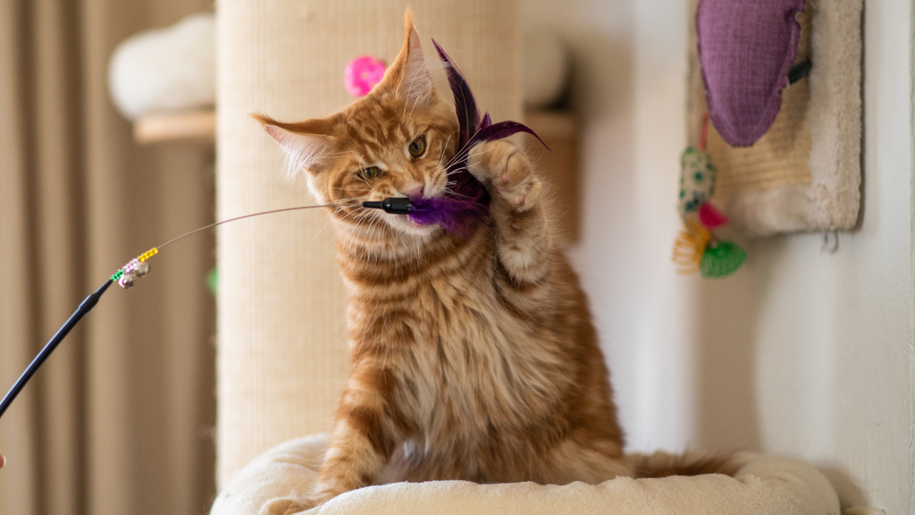 Healthy weight loss for cats: A vet's guide | PetsRadar