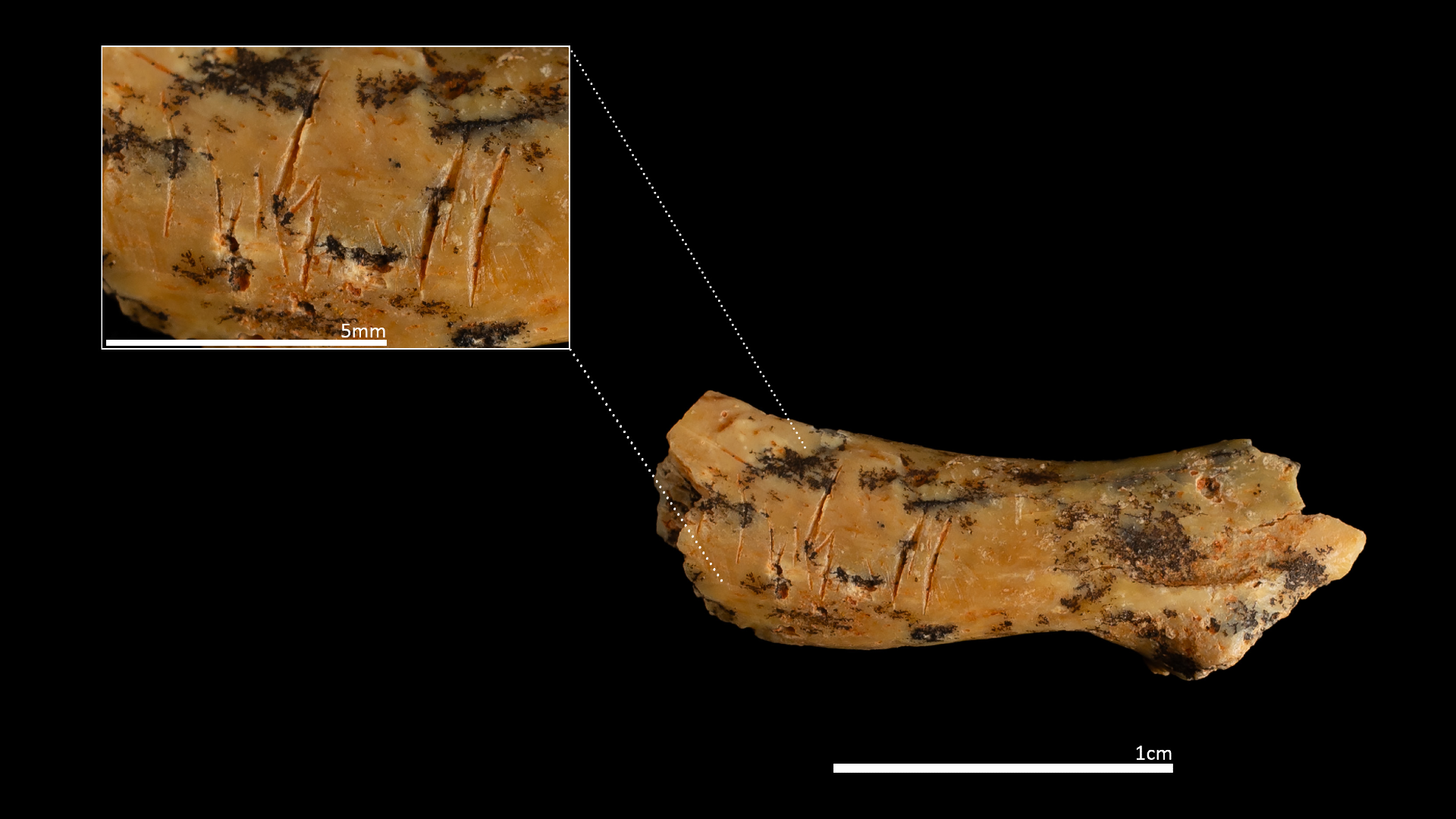Ancient human relative cannibalized toddlers, 850,000-year-old neck ...