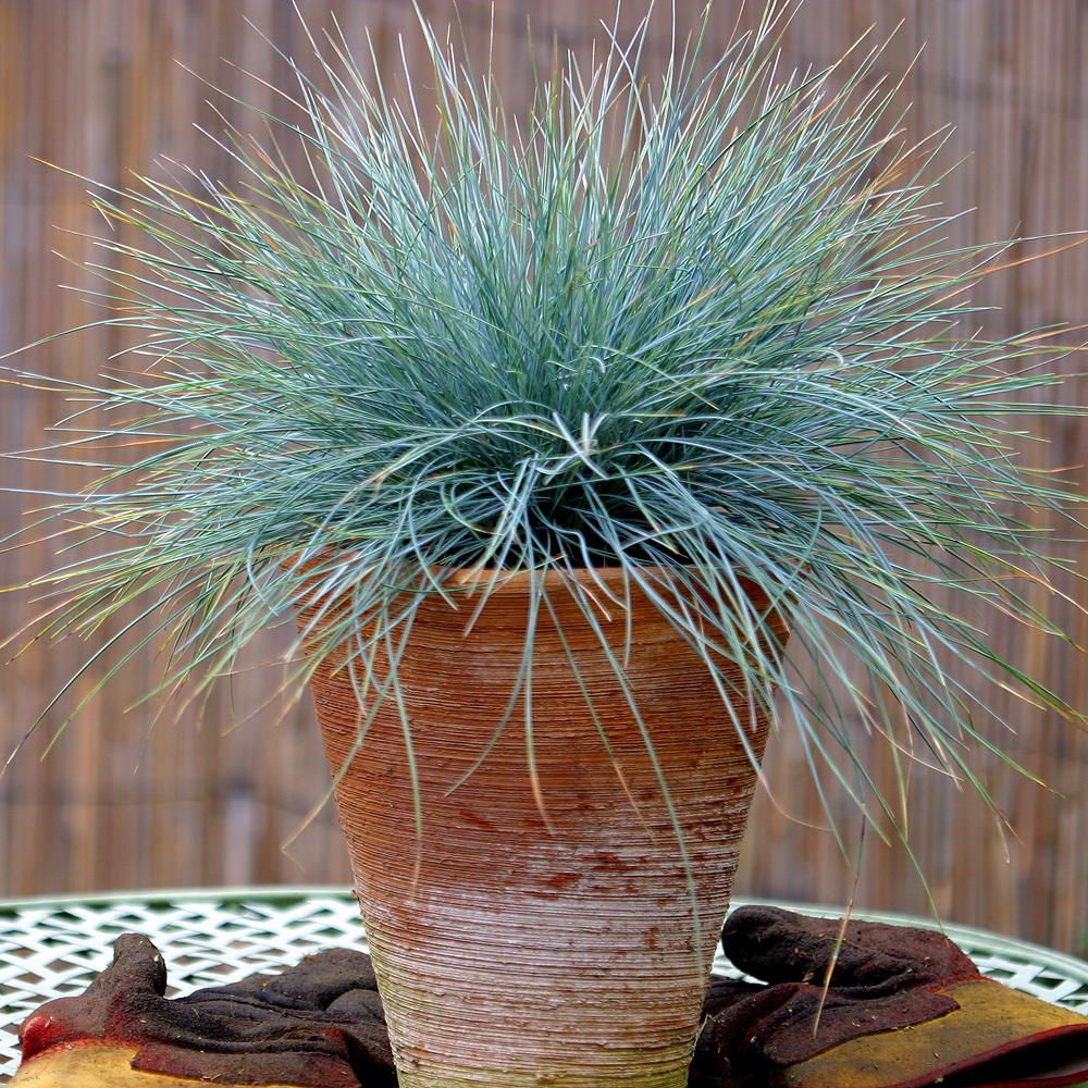 Six coastal garden plants for a seaside inspired garden makeover ...