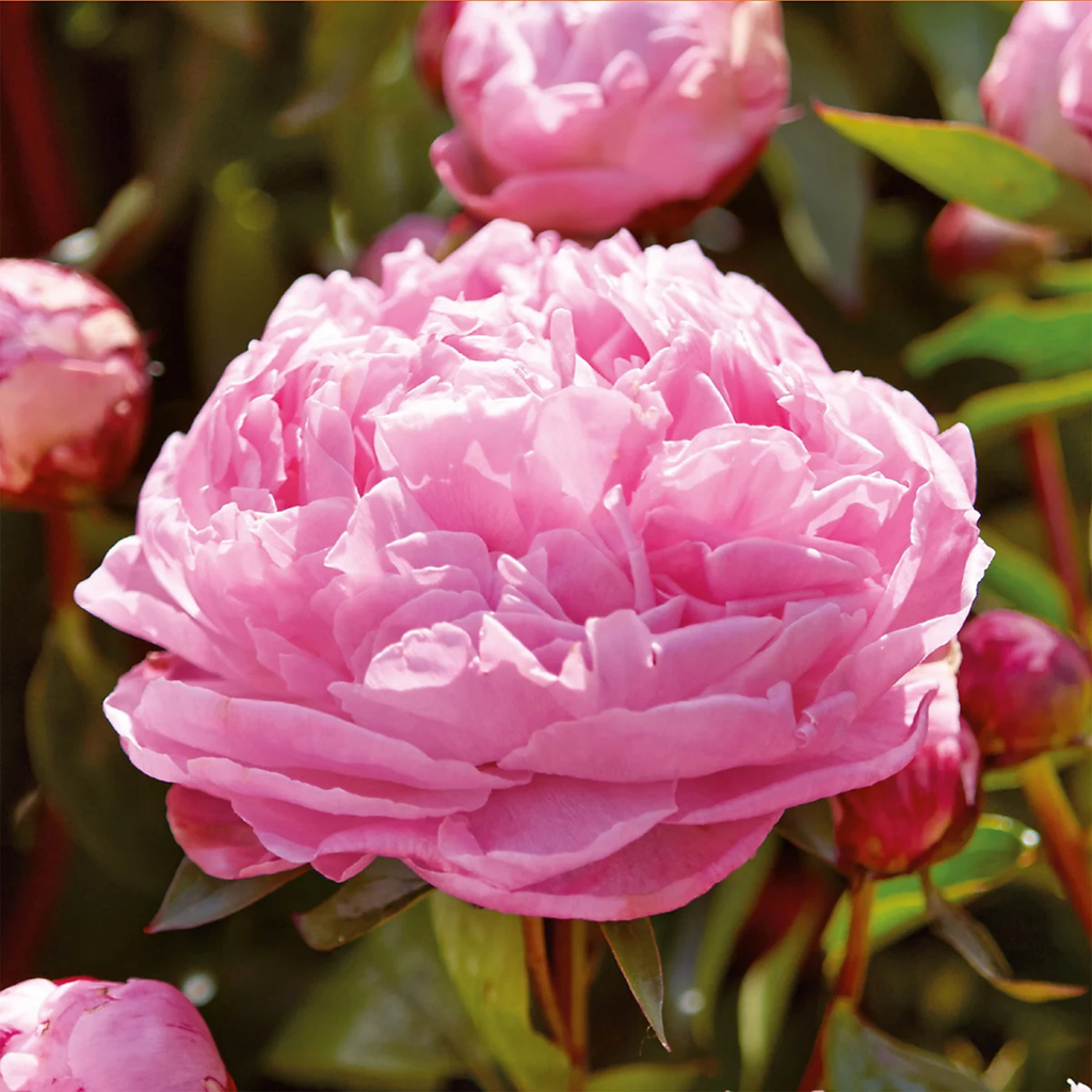 The best place to plant peonies for beautiful blooms | Ideal Home