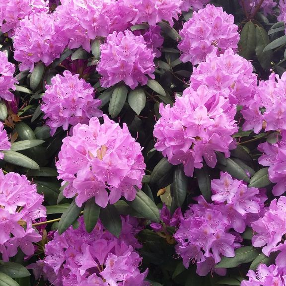 Learn About The History Of Rhododendrons In The Garden | Gardening Know How
