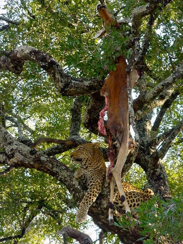 In Photos: The Wild Cats of Kruger National Park | Live Science