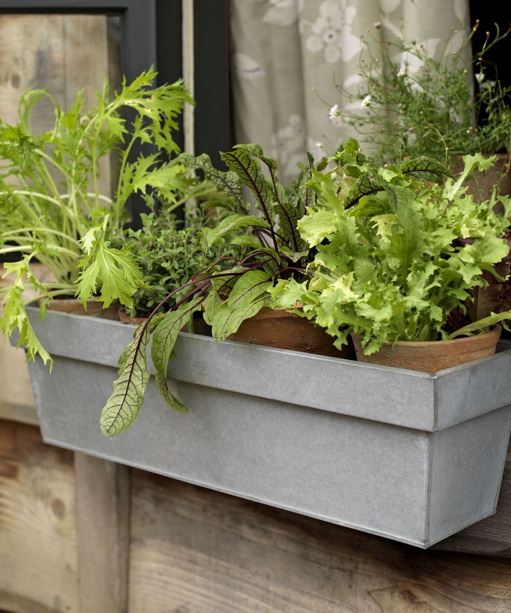 10 Beautiful Window Box Ideas For Flowers And Edibles | Gardening Know How