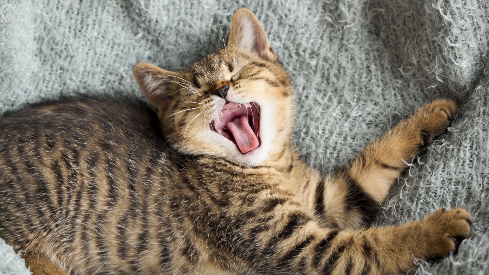 Do kittens lose their teeth? | PetsRadar