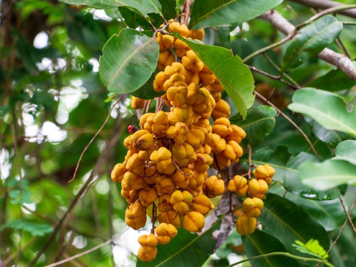 What Is A Carrotwood Tree - Learn How To Plant Carrotwood Trees In ...