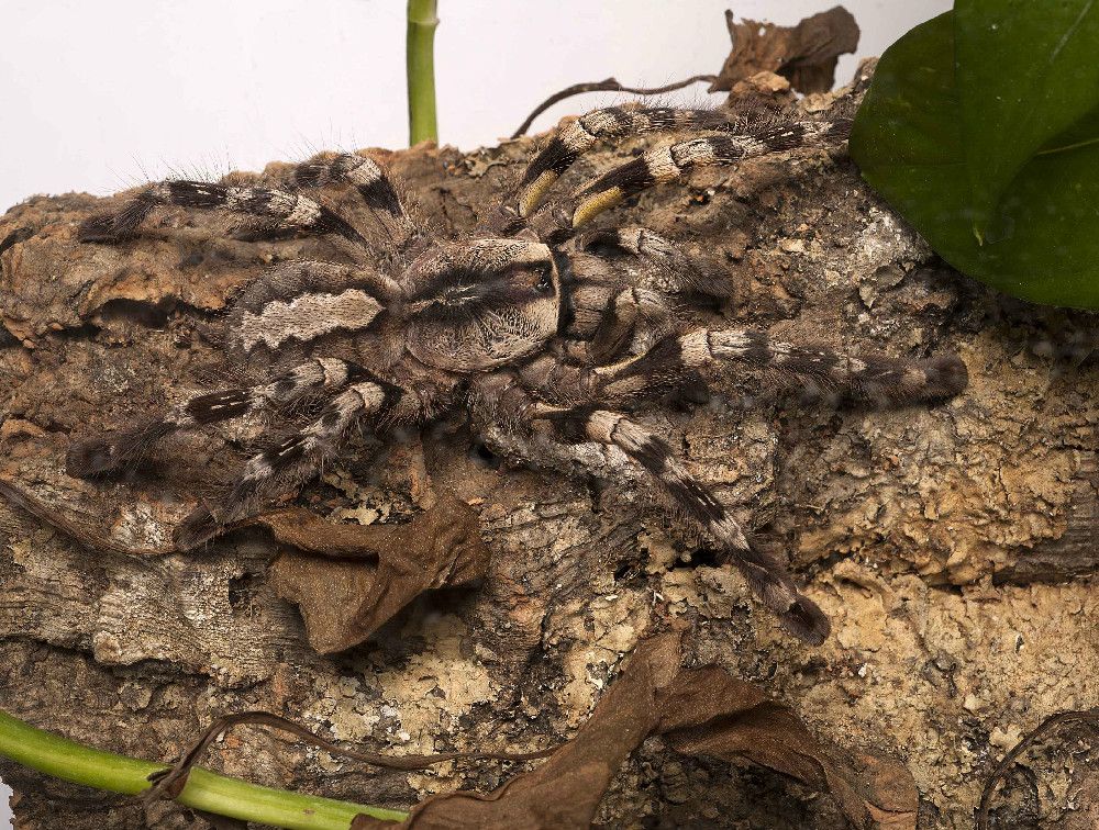 Creepy, Crawly & Incredible: Photos of Spiders: Page 2 | Live Science