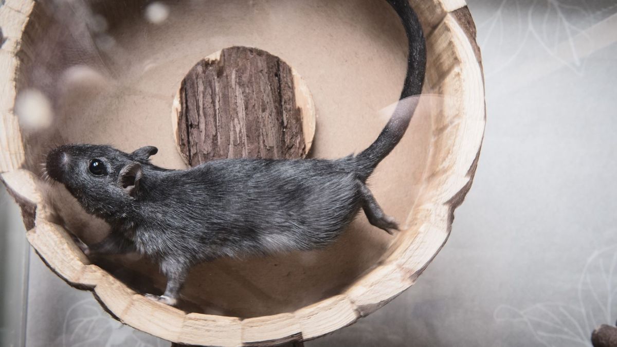 32 great pets that aren’t cats or dogs | PetsRadar