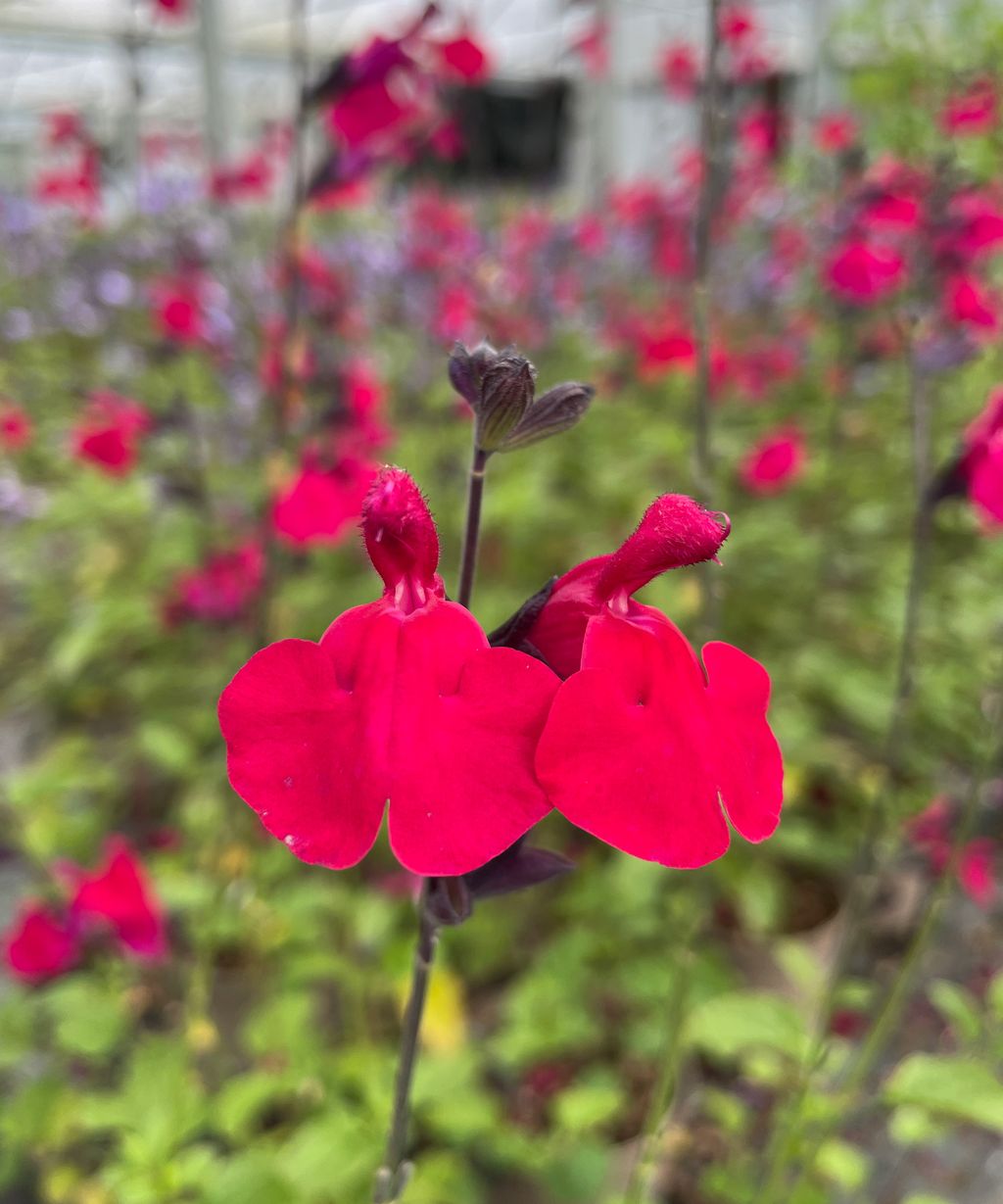 Types of salvias: 16 stunning varieties for beds and borders | Homes ...