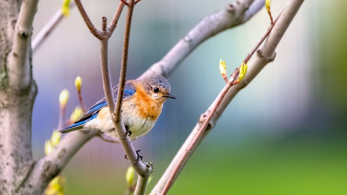Best US states for bird watching revealed | PetsRadar