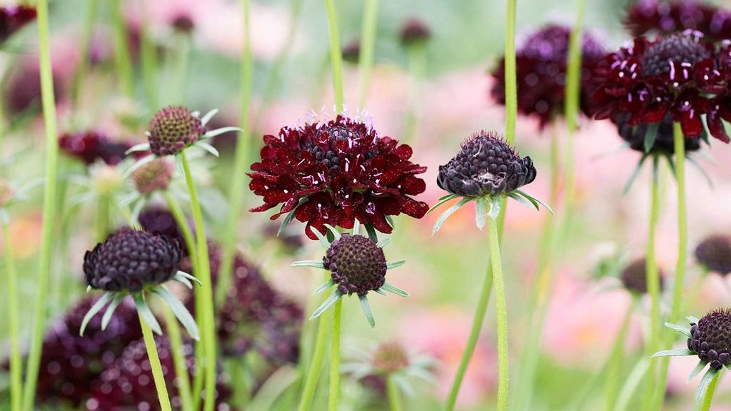 Best monarda varieties: 10 varieties of fragrant beebalm | Homes and ...