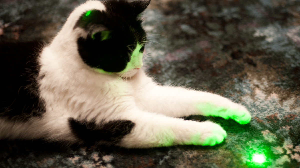 Why do cats chase lasers? An expert reveals the reason | PetsRadar