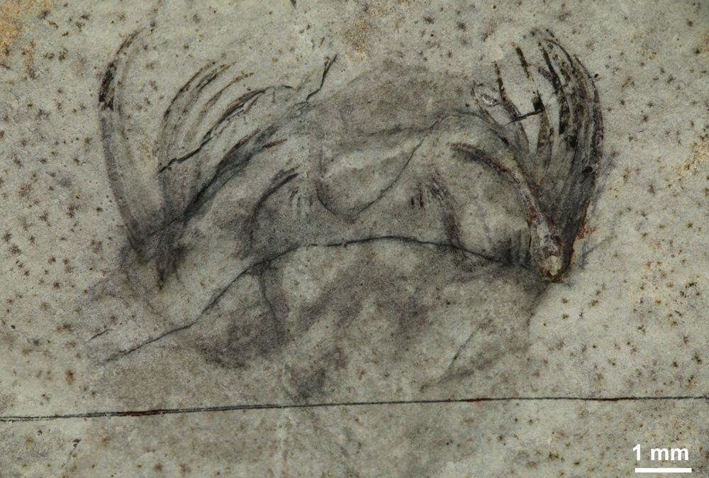 Photos: Primordial Worm Snatched Prey with Spines on Its Head | Live ...