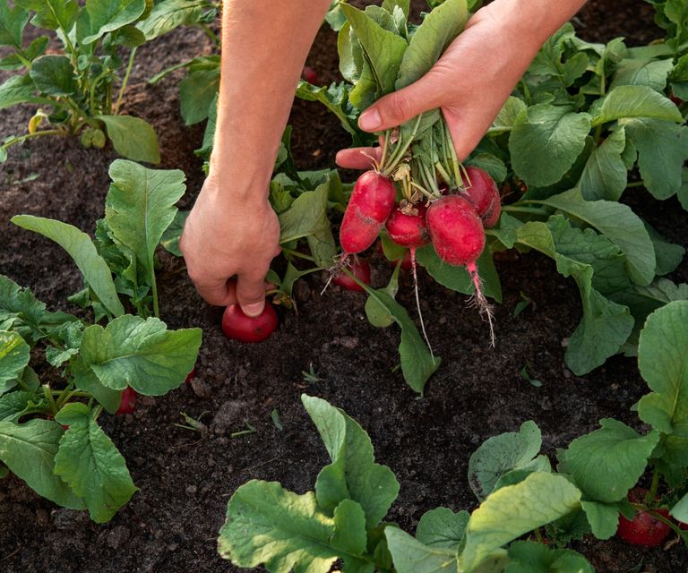 Fast-growing vegetables: 10 crops for rapid results | Homes and Gardens