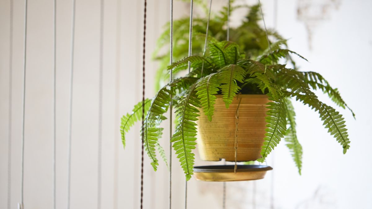 3 reasons your fern is drooping and how to revive it | Homes and Gardens
