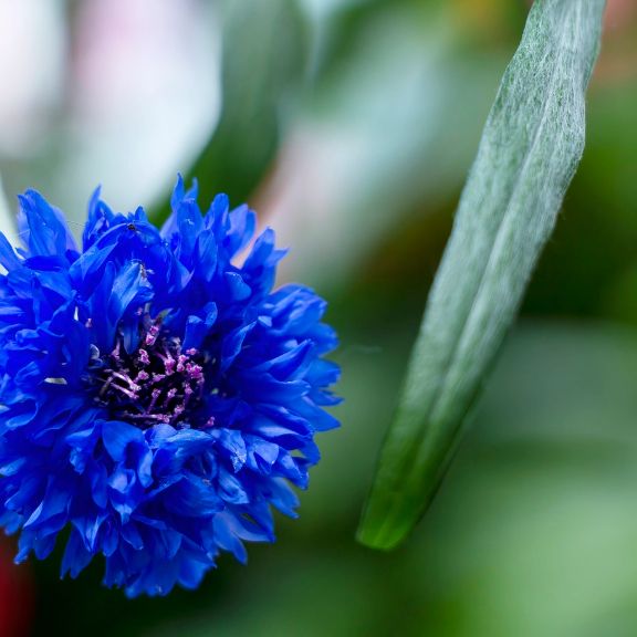 Bachelor's Button Plant History | Gardening Know How