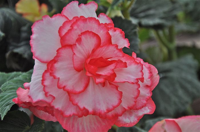 Flower Photos: Beautiful Begonias | Live Science