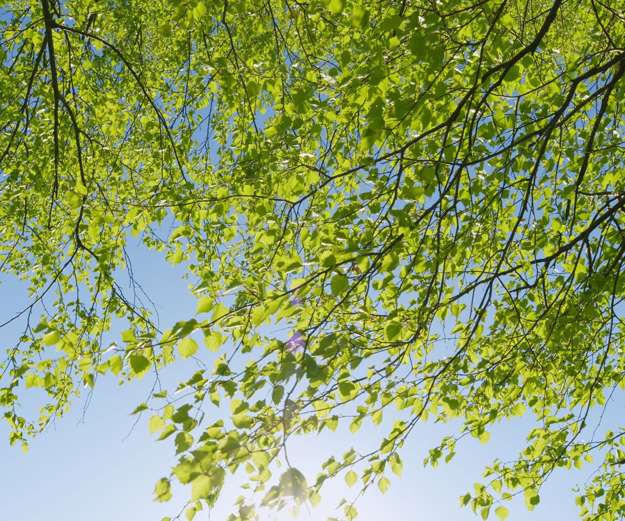What’s Your Birth Month Tree? Embrace the Celtic Tree Zodiac ...