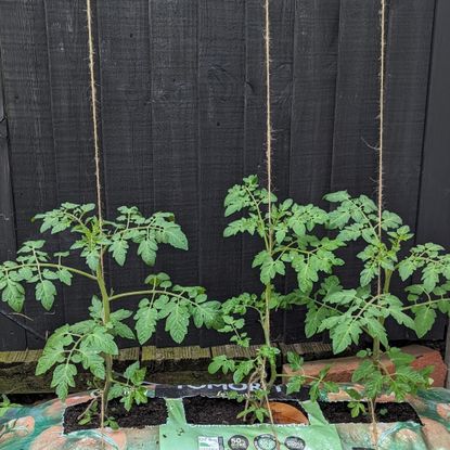 7 vegetables you can grow vertically – with expert tips | Ideal Home