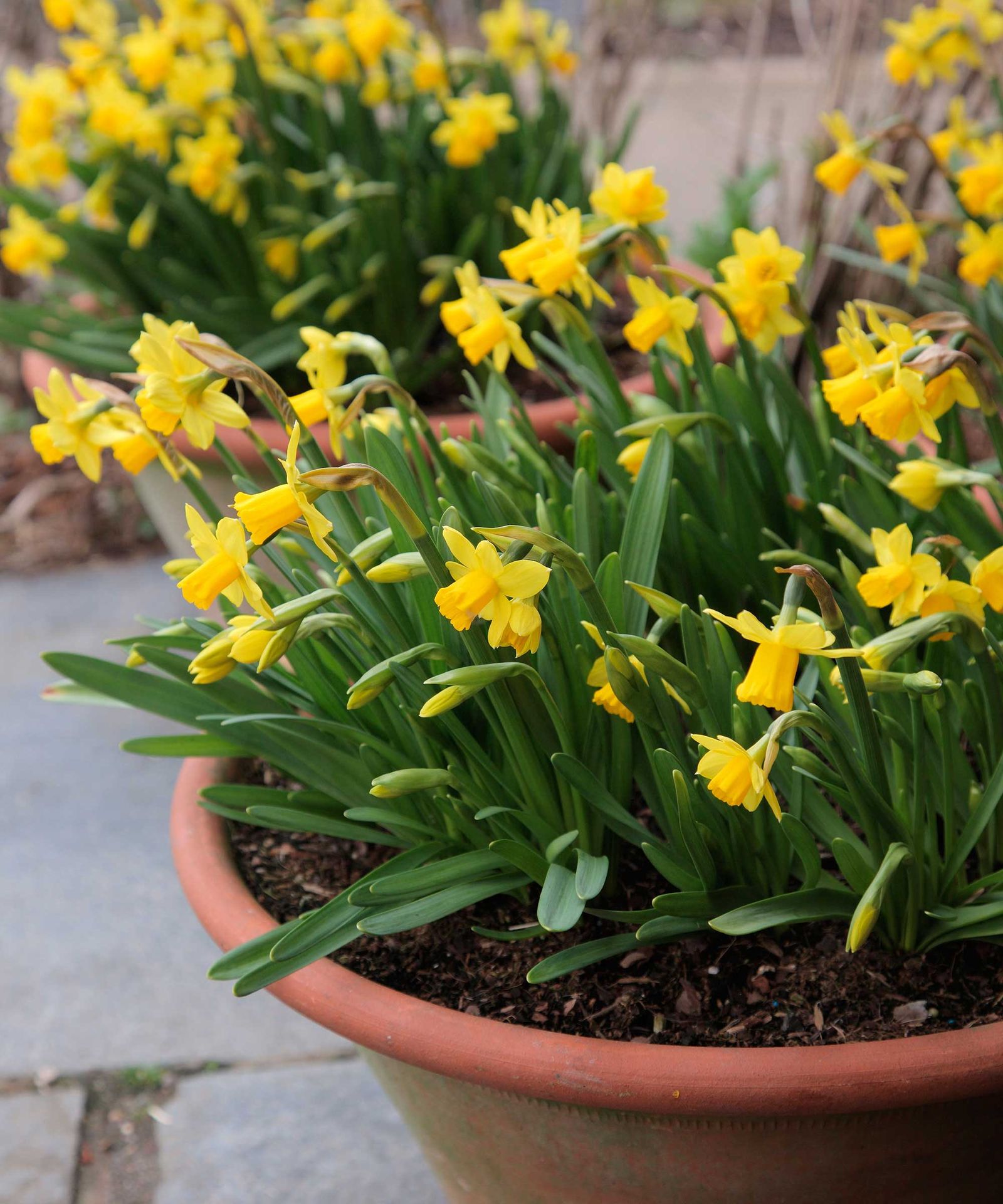 Planting bulbs for spring: a complete guide | Gardeningetc