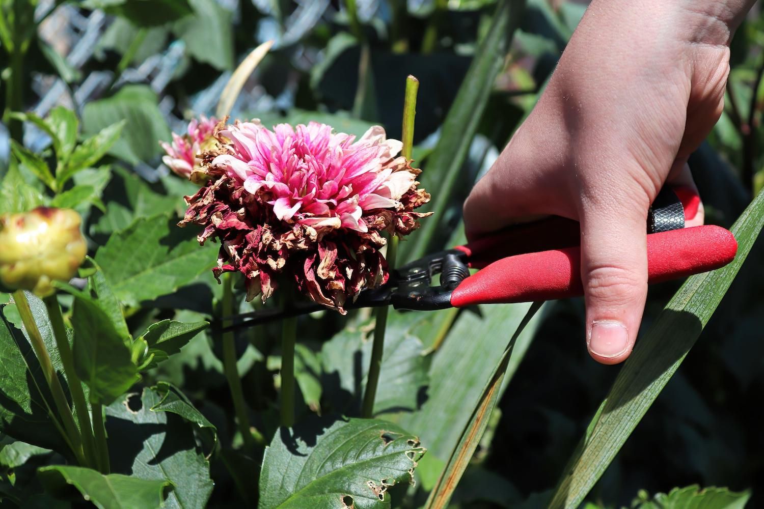 A guide to deadheading and when to do it, from pro gardeners | Livingetc