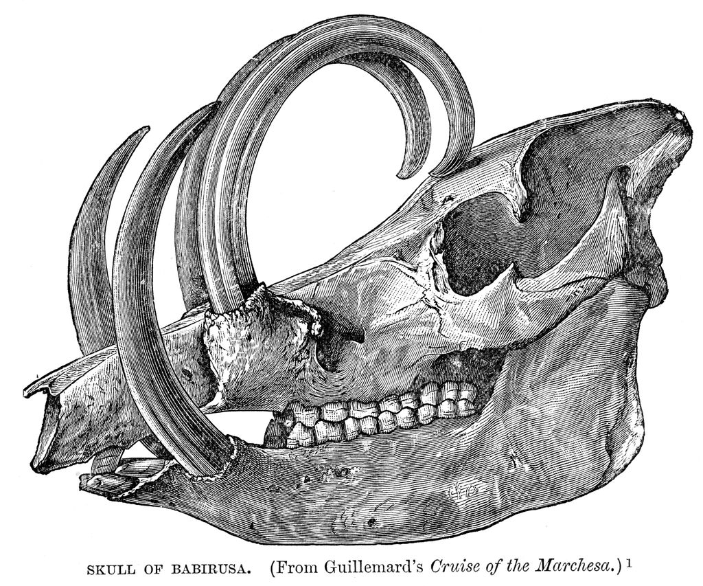 Babirusa: The prehistoric 'deer' pigs with huge antler teeth | Live Science
