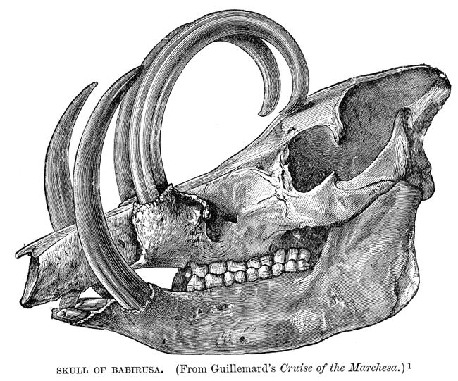Babirusa: The prehistoric 'deer' pigs with huge antler teeth | Live Science
