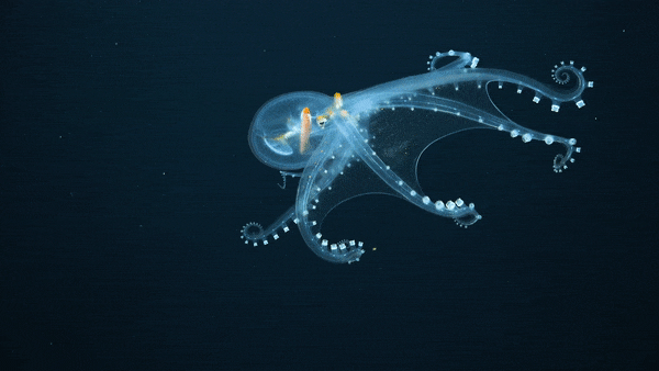10 weird creatures found in the deep sea in 2021 | Live Science