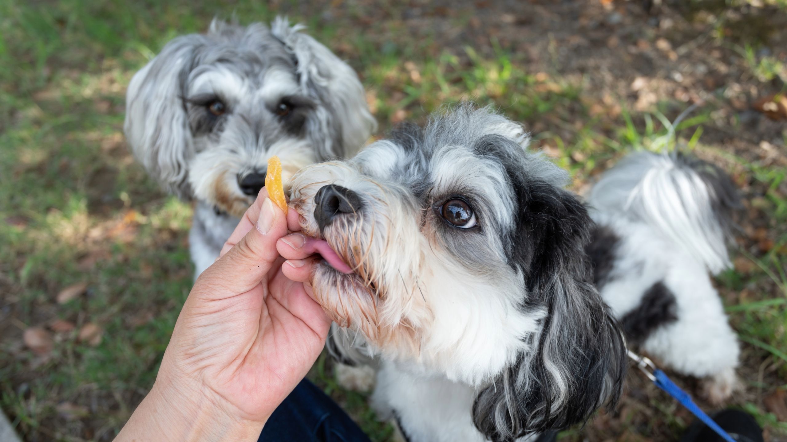 Not sure how to reward your small dog? Try these trainer-approved tips ...