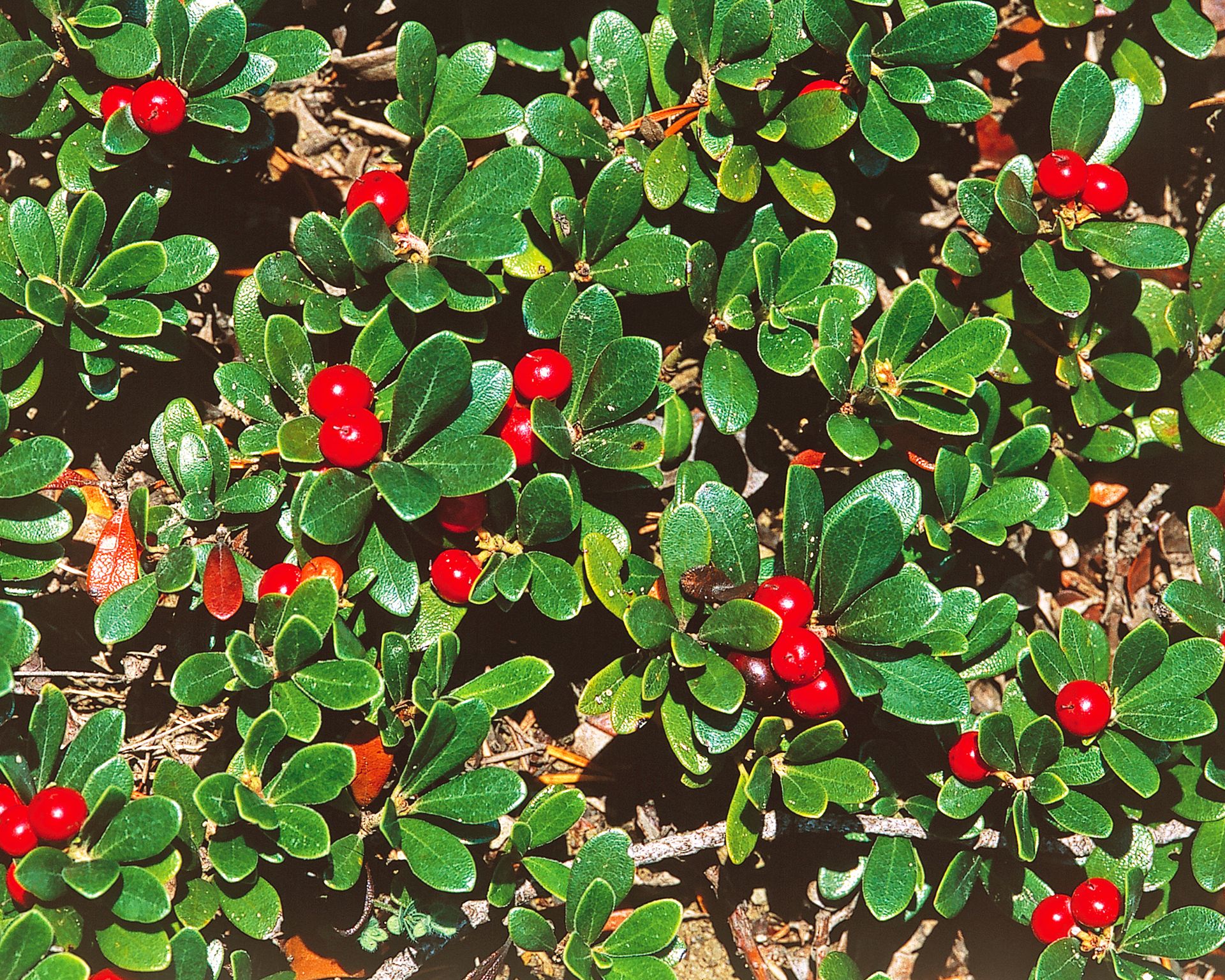 8 Fast-Growing Ground Cover Plants To Hide Bare Soil | Gardening Know How