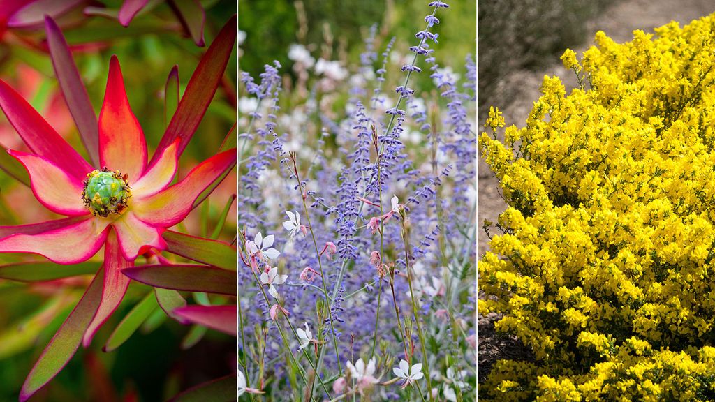 Best drought-tolerant shrubs: 12 hardy choices | Homes and Gardens