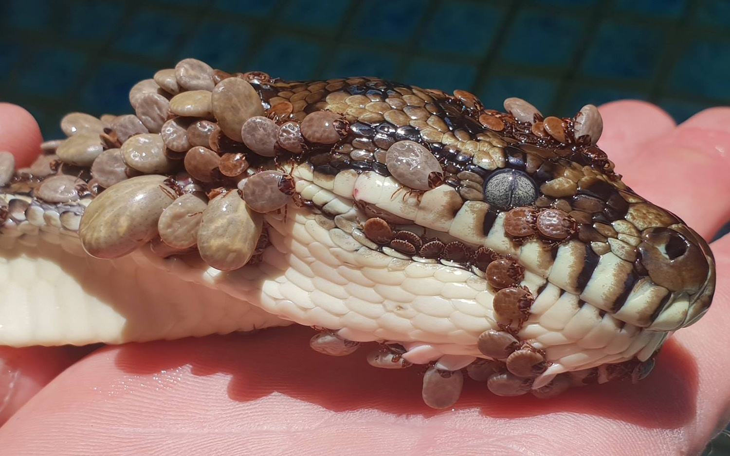 So Many Ticks Were Feasting On This Unlucky Python They Looked Like