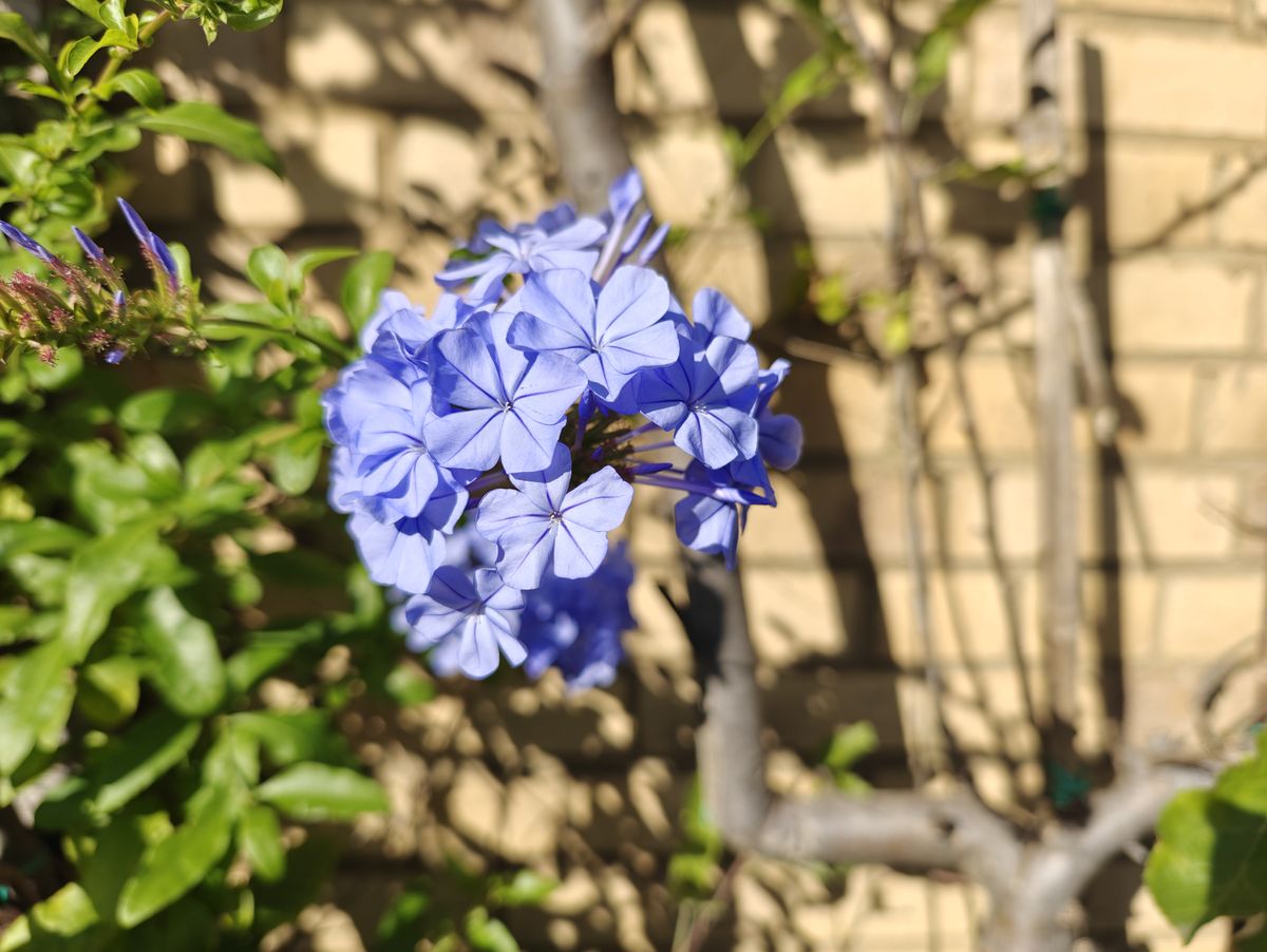 OnePlus Open foldable with Hasselblad triple-camera system launches – and it's coming to the US ...