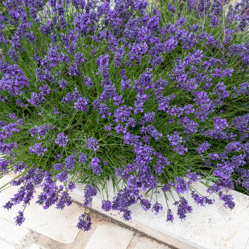 Tips & Information about Lavender | Gardening Know How
