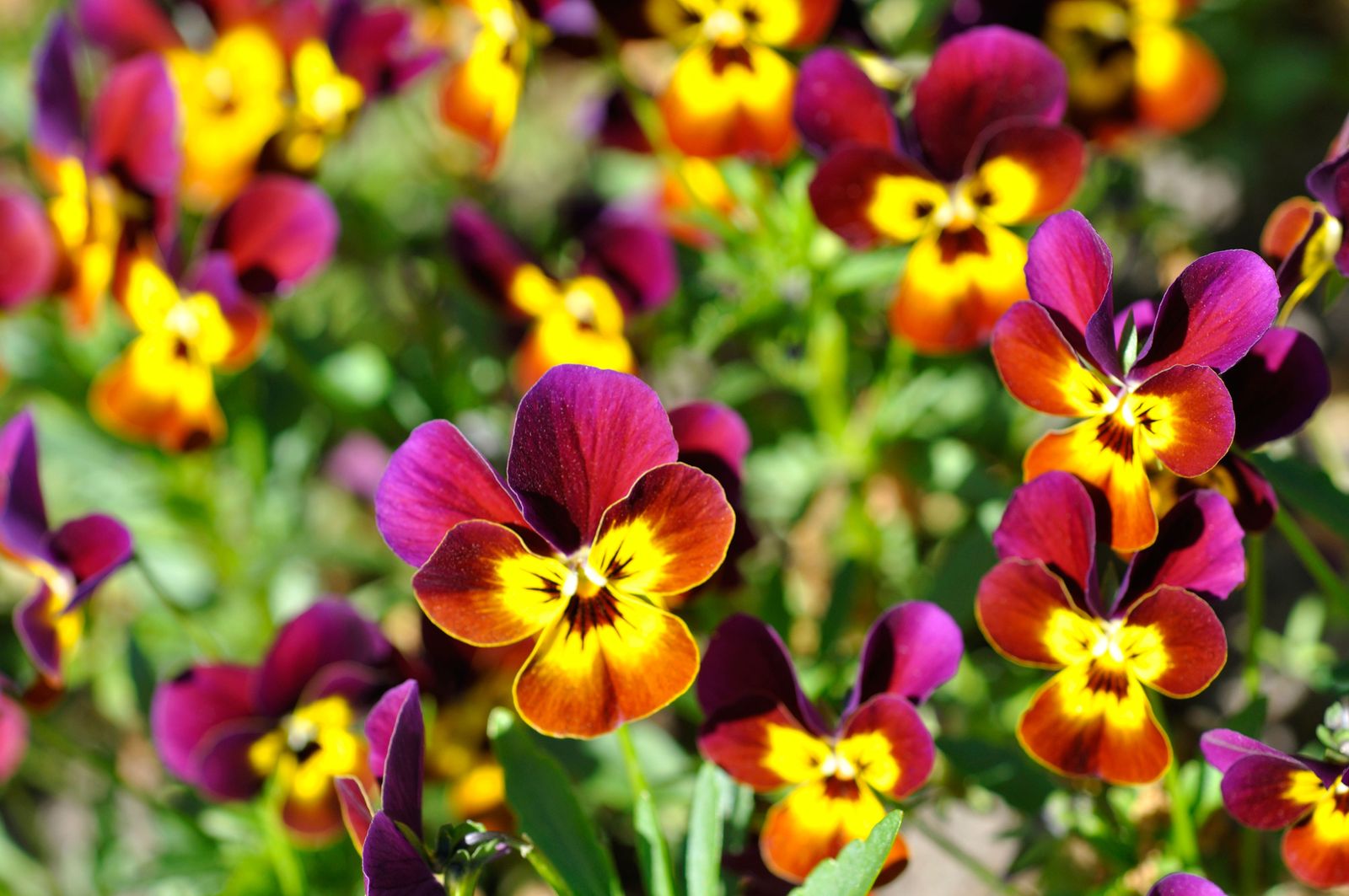 7 Flowers to Plant in April for an Idyllic Spring Garden | Livingetc