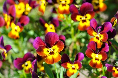 7 Flowers to Plant in April for an Idyllic Spring Garden | Livingetc