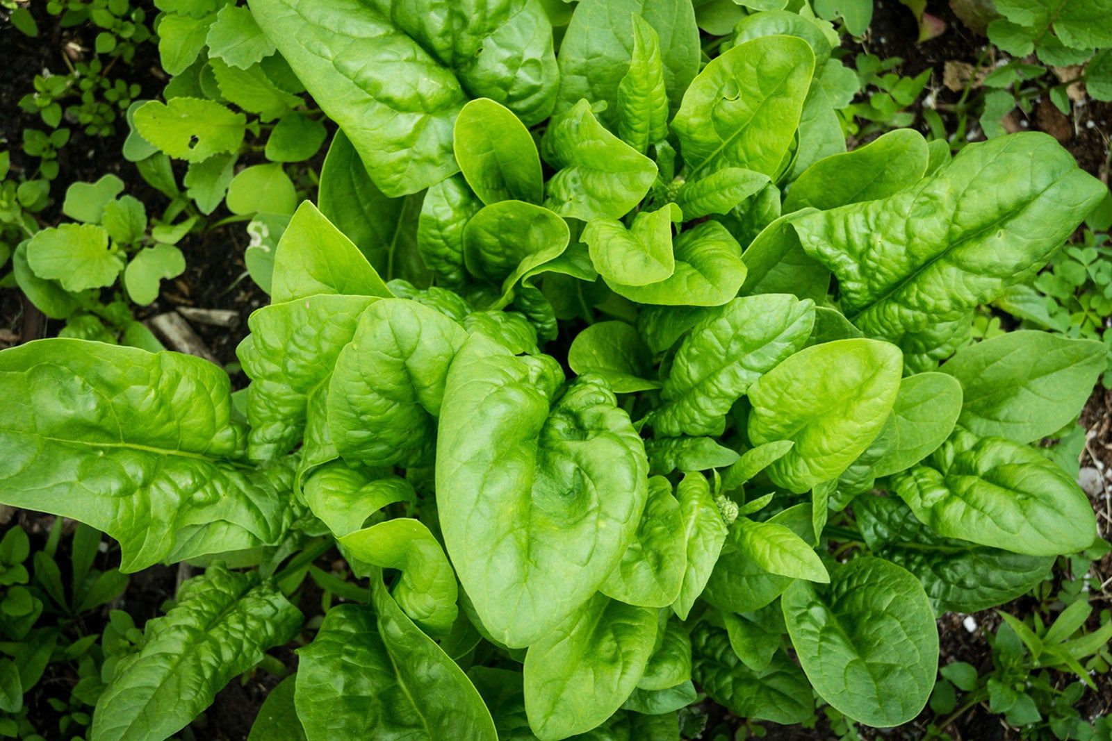How To Plant Spinach – Learn About Growing Spinach In The Garden ...